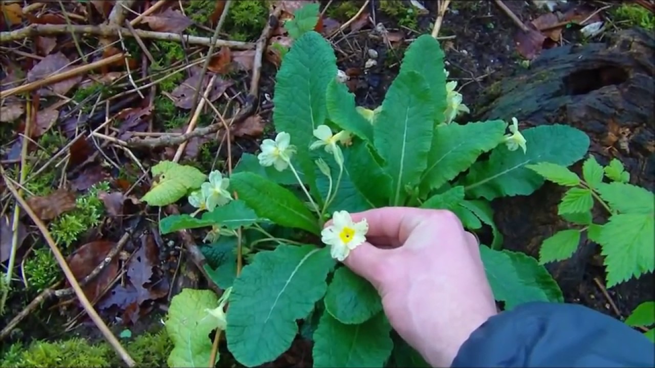The diary of the wild food forager- primrose - 11 - YouTube
