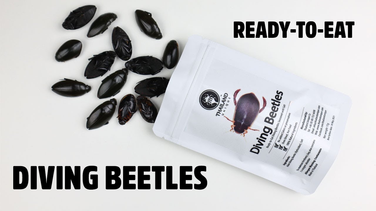 Ready-to-Eat Diving Beetles - Bugs you can eat in Thailand - YouTube