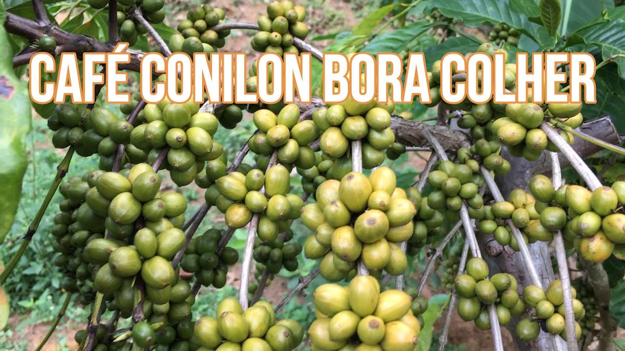 Como Está Nosso Café Conilon - #cafeconilon #café #coffee #cafearabica ...