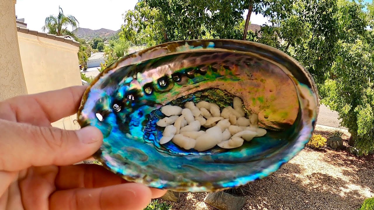 How to Remove the Stones from White Seabass (Otoliths) - YouTube