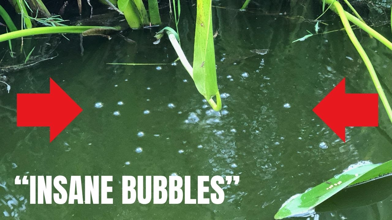 EXPLOSIVE FISH FIZZING BUBBLES on Mystery Club Water - What caused it ...