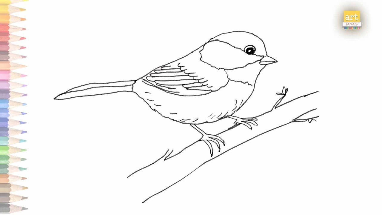 Chickadee bird drawing easy 02 | How to draw A Chickadee / Tit bird drawing step by step | art ...