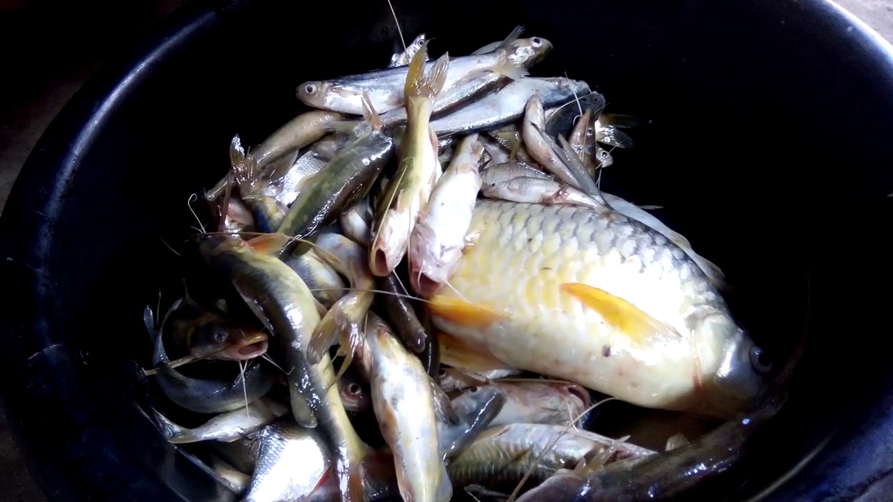 Fresh fish from the Mekong River Before being sold in the Laos market ...