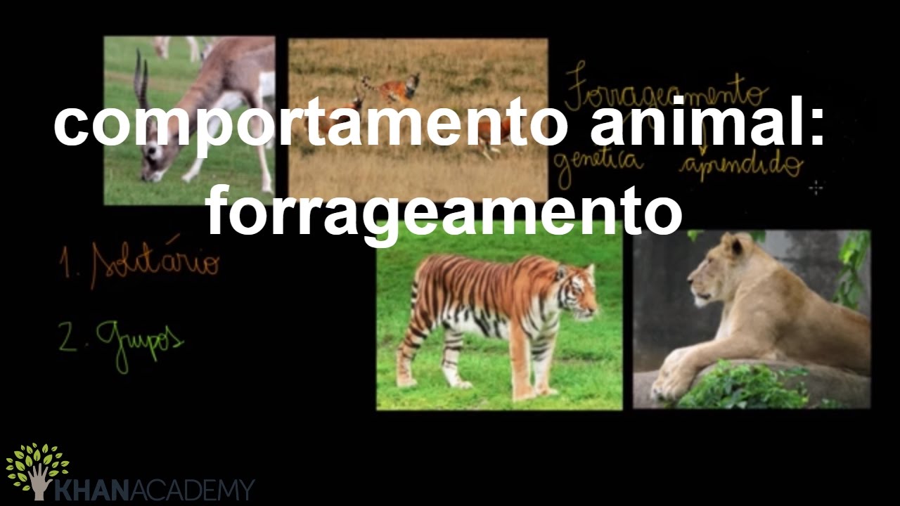 comportamento animal: forrageamento | Biologia comportamental ...