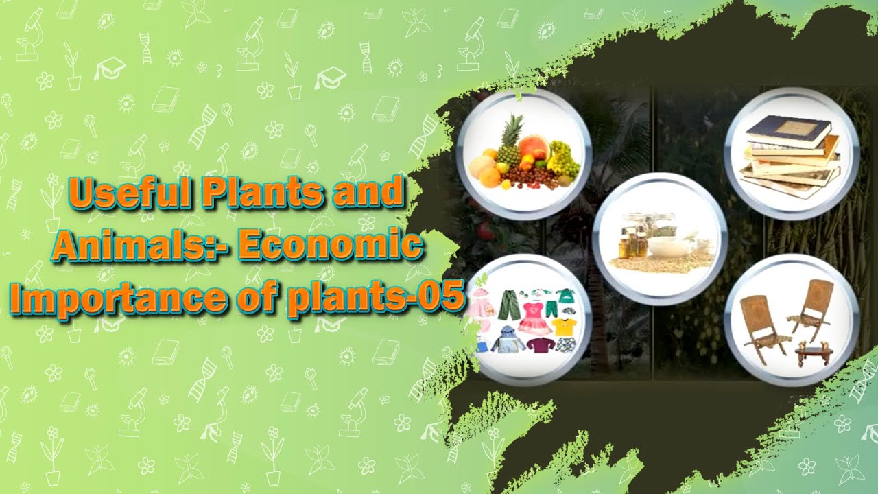 Useful Plants and Animals:- Economic Importance of plants-05 - YouTube