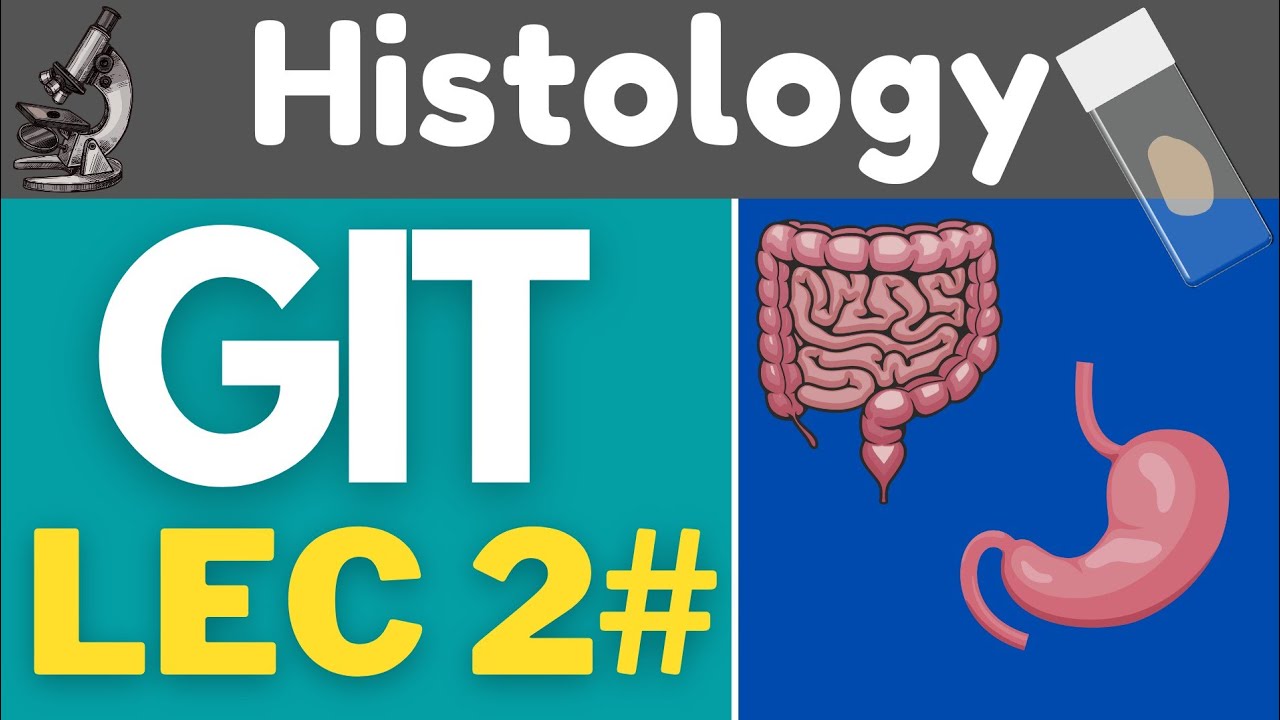 Histology Of GIT Part 2 - YouTube