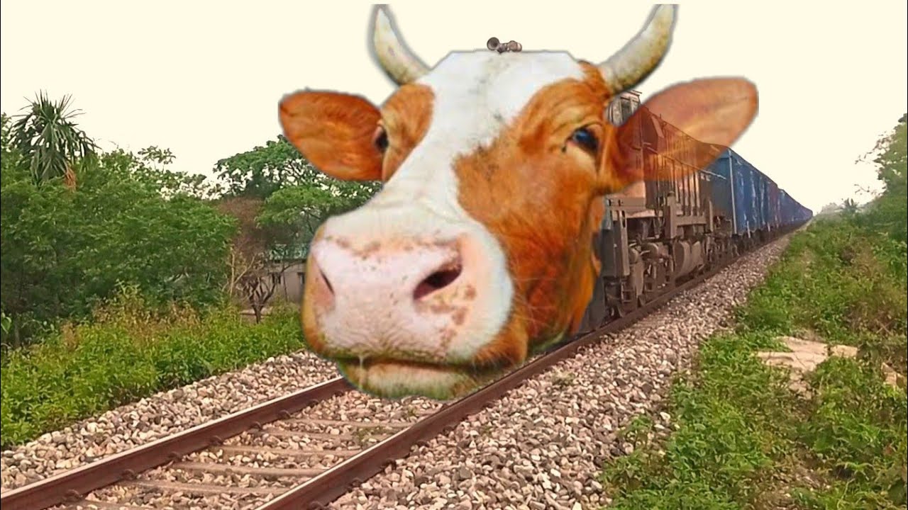 😭black and red cow train. kereta api. - YouTube