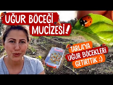 TARLA'YA UĞUR BÖCEĞİ GETİRTTİK! | UĞUR BÖCEĞİ İLE BİO MÜCADELE | BİRLİKTE UYGULUYORUZ!