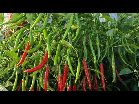 HENISTA SEEDS - BALA - YouTube