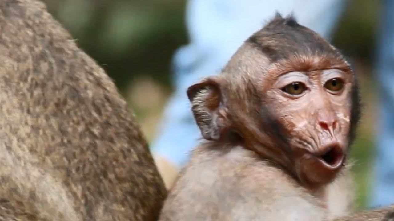 Baby monkey sweet pea was hit seriously, Nature Daily - YouTube