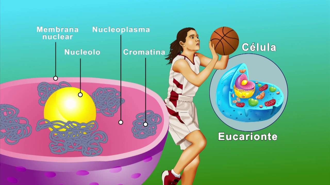 46. El timonel celular - YouTube