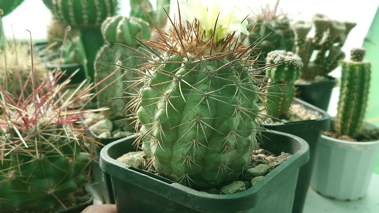 Cactus Minute Episode 40 - YouTube