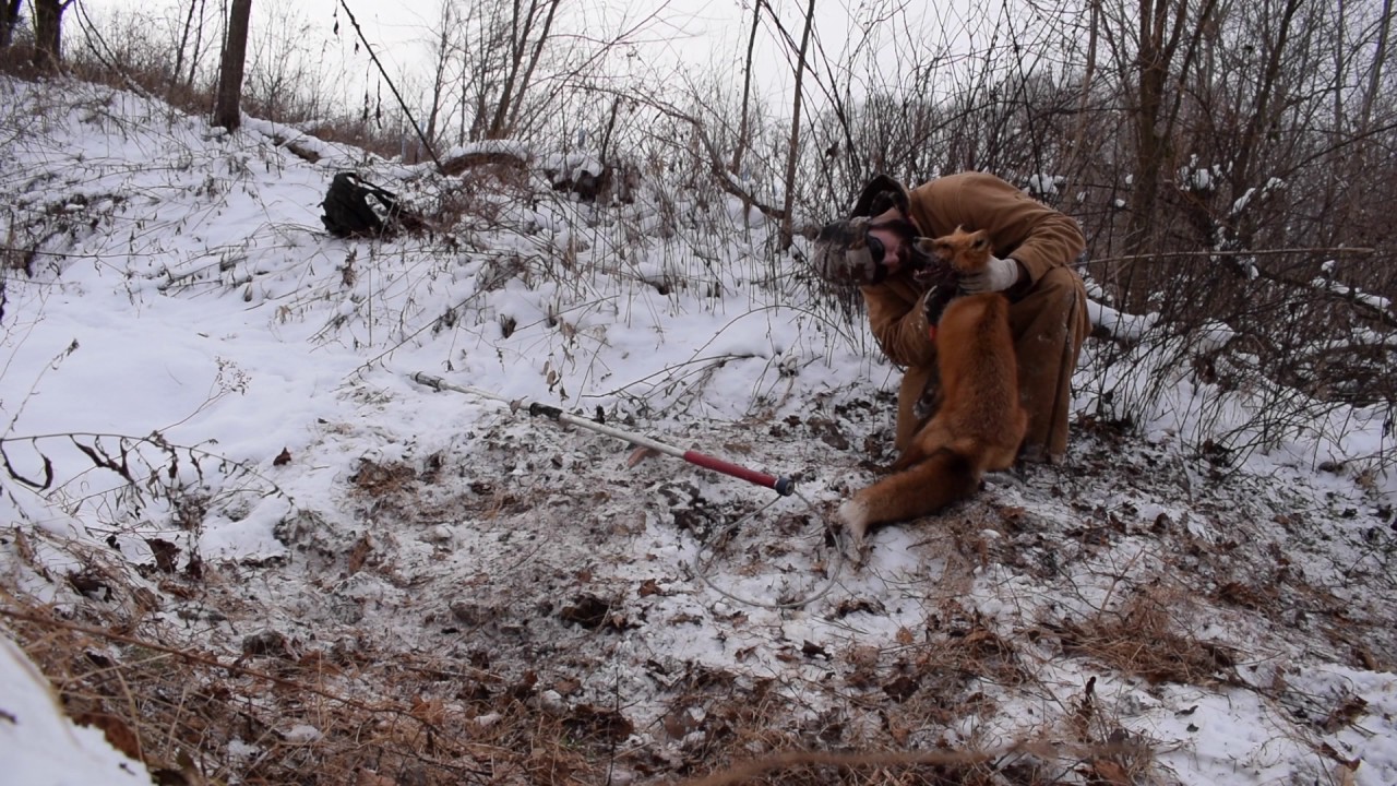 Red Fox cable restraint release and remake - YouTube