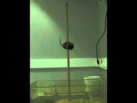 MPTP mouse non treated in pole test - YouTube