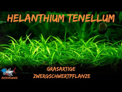 Grasartige Zwergschwertpflanze - Helanthium tenellum | Aquaddicted! Artenkunde | XMAS Edition Tür 9