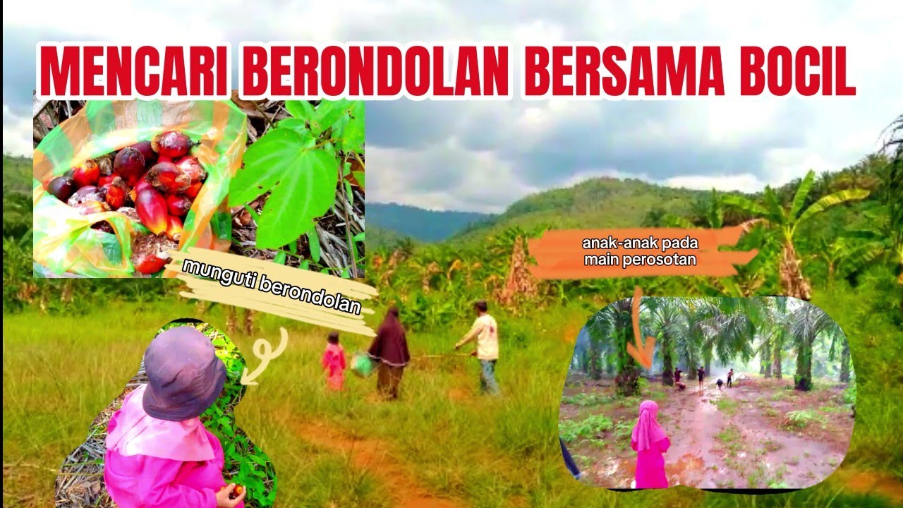 MENCARI BERONDOLAN BERSAMA BOCIL - YouTube