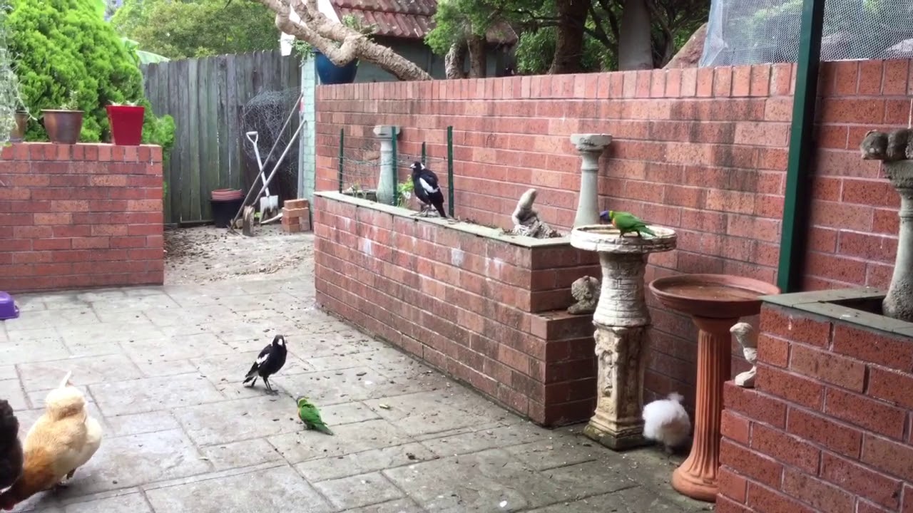 Magpies and chickens. - YouTube