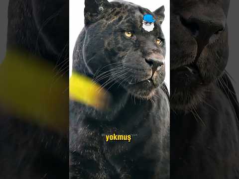 Kara Panter Diye Bir Tür Yokmuş 😱