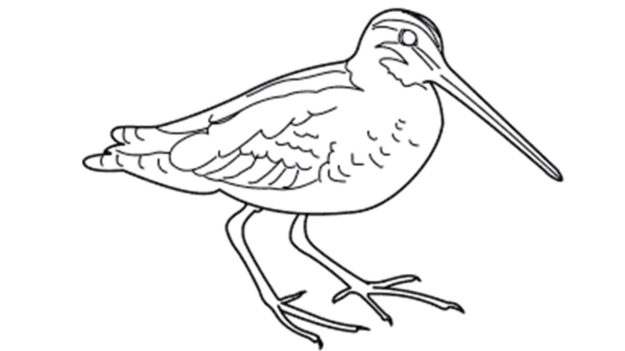 Common Snipe Bird Sketch Drawing Easy, How To Draw a Simple Snipes Bird ...