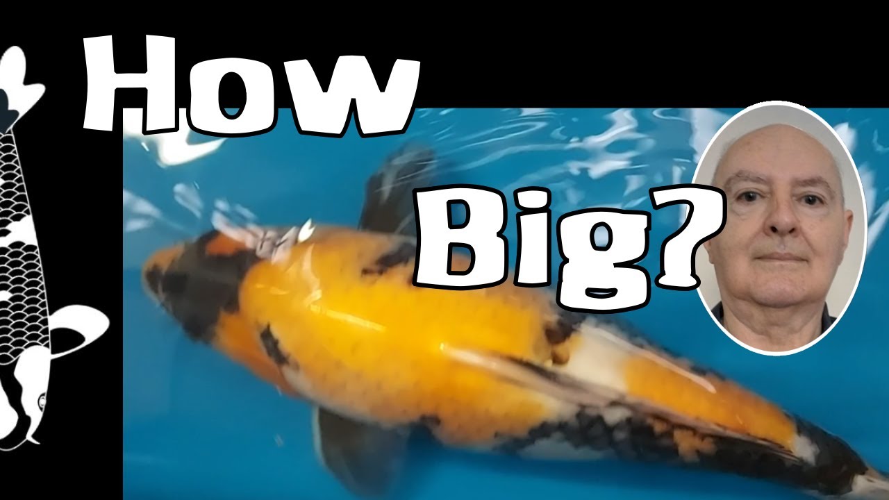 How To Make Your Pond Fish Grow BIGGER Than Ever! Big Koi! - YouTube