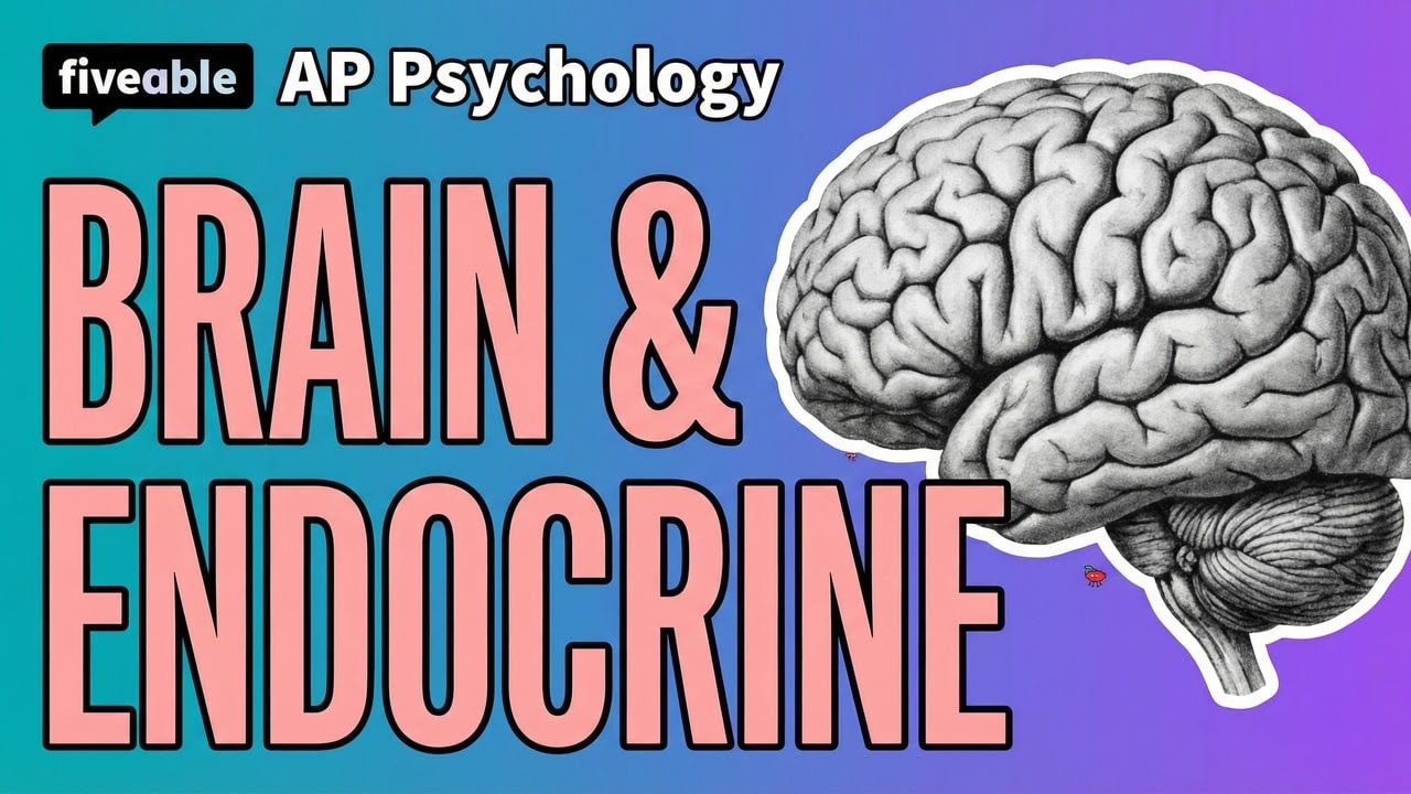 AP Psychology - Unit 2: Brain & Endocrine System | Fiveable Cram Archive