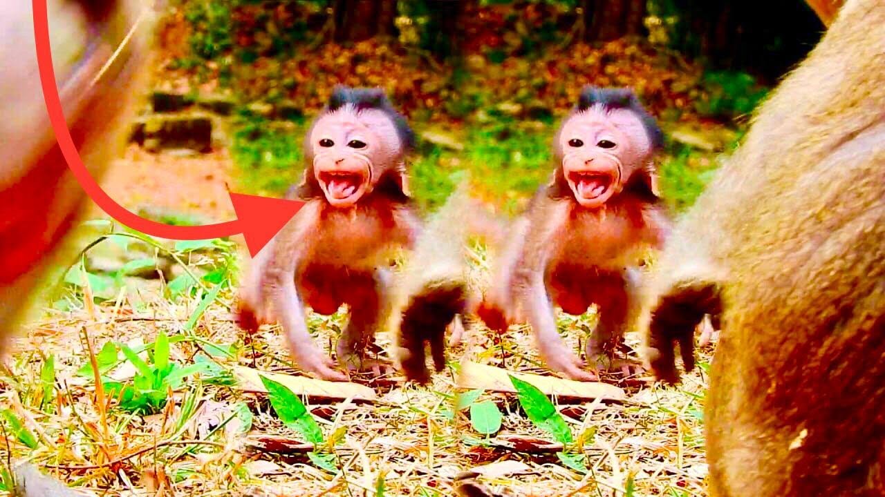 Very millions tiny born baby monkey cried to hug mother Bute mama doesn't for hug - YouTube