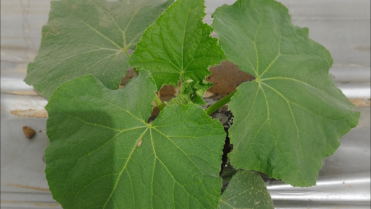 kheera plant growth | significance of 4 leaf stage | Dr. Manisha ...