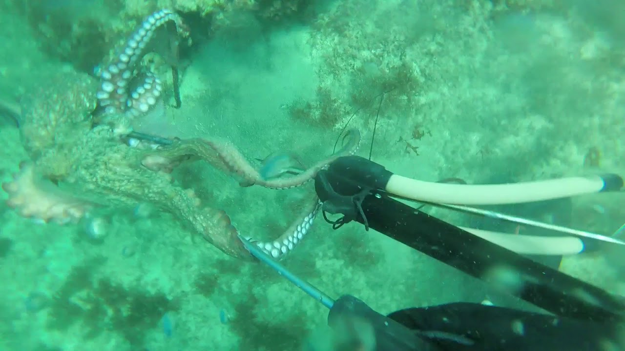 21st video. My best dive ever with 4 4kgs in total of octopus caught ...