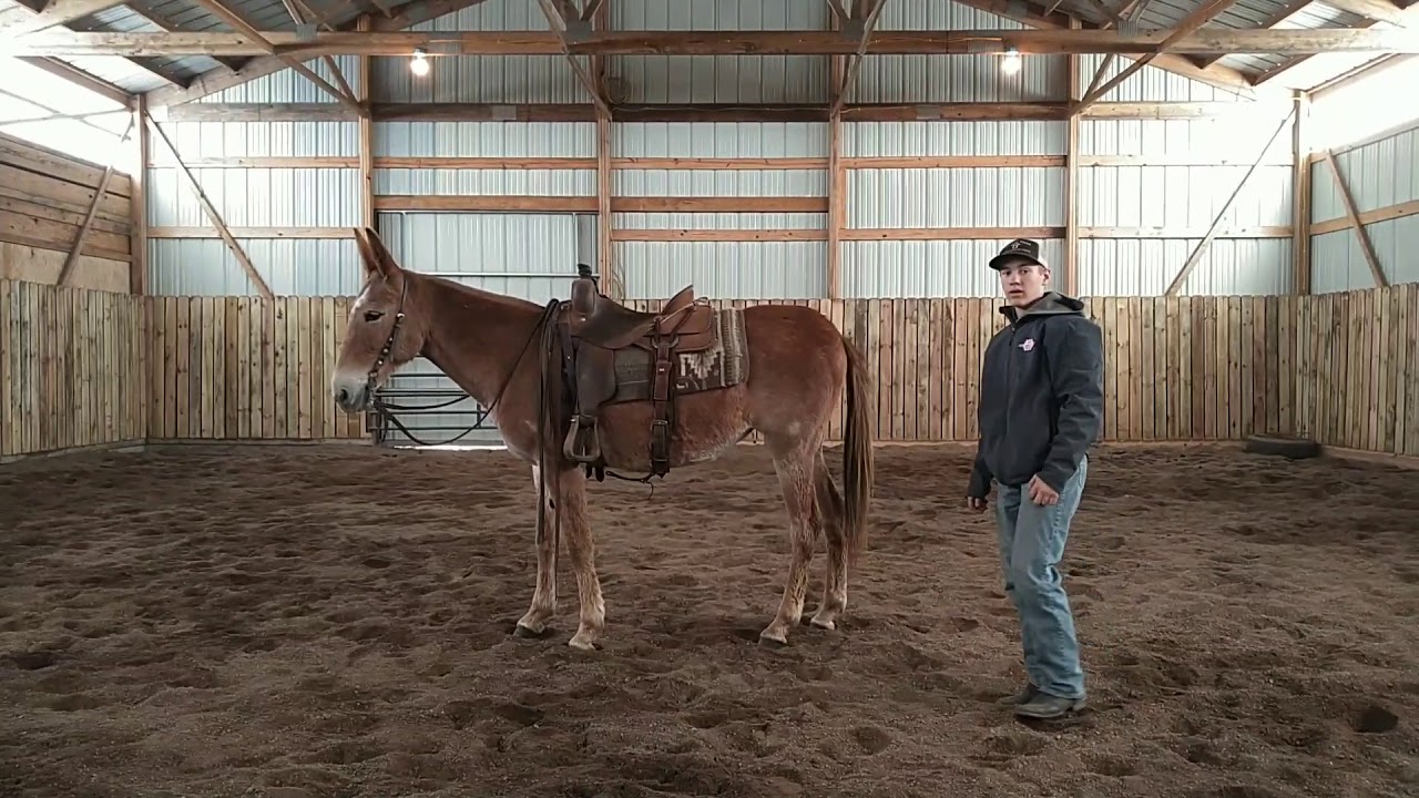 Rafter D Mules June - YouTube