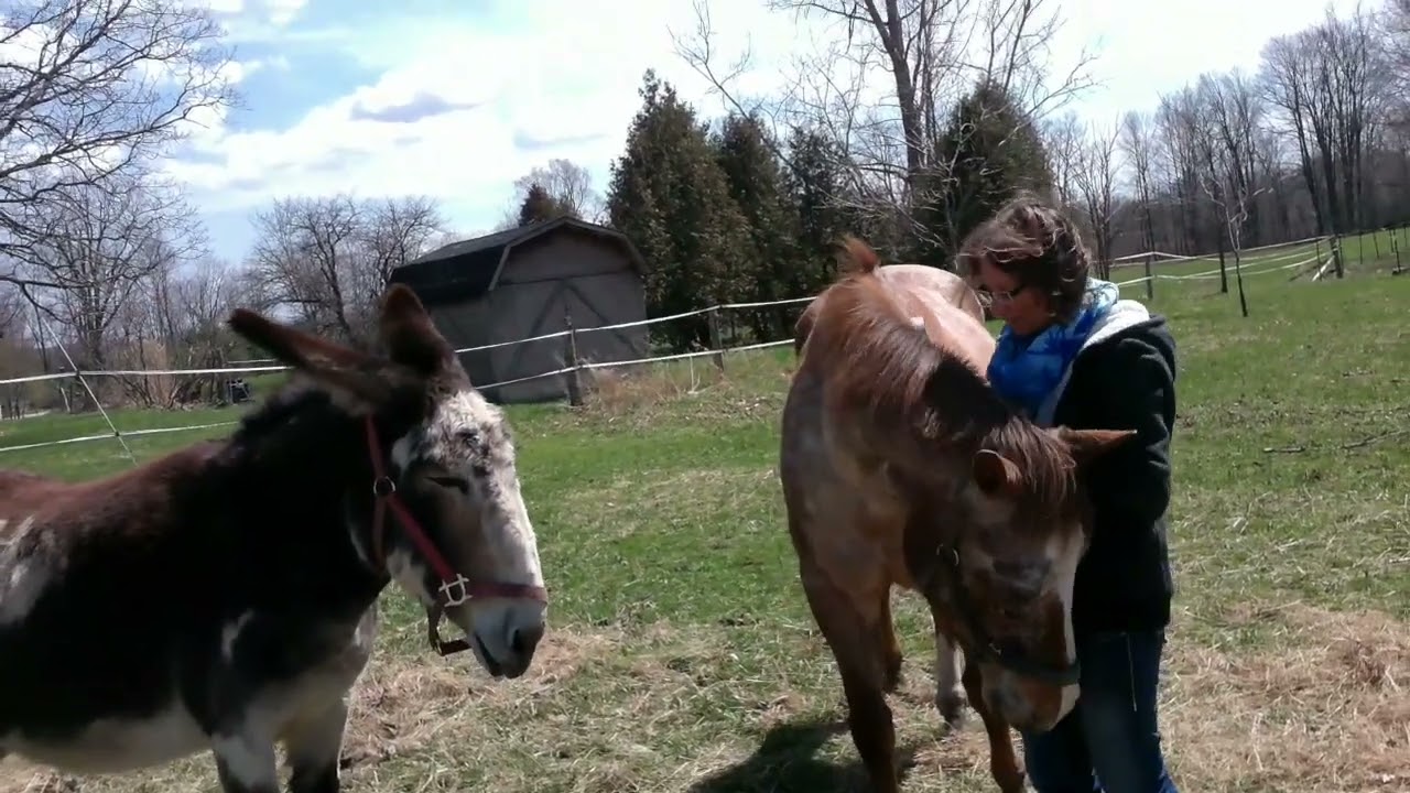 Equine Healing Retreats at Apona Healing Ranch - YouTube
