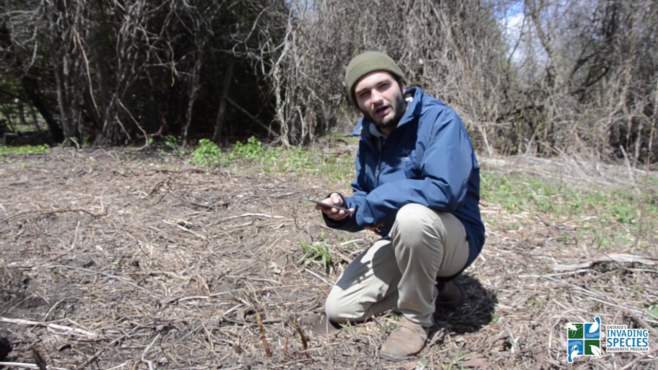 How to report invasive species using the EDDMapS Ontario mobile app ...