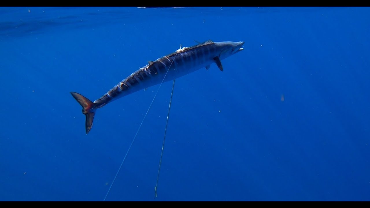 peto 18,4 kg ernesto pescasub tenerife pesca submarina en islas ...