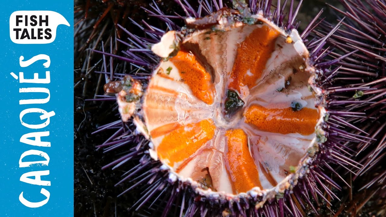 How to open SEA URCHINS? | Bart van Olphen - YouTube