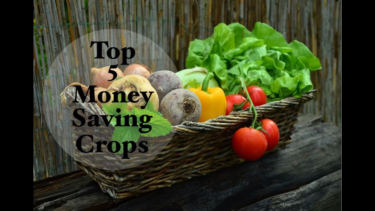 Top 5 money saving crops/ Fight inflation - YouTube