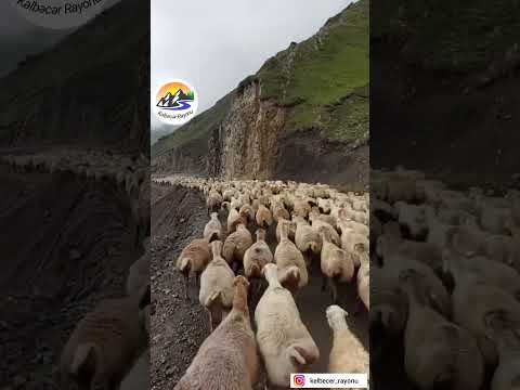 Ömer aşırımı Kəlbəcər yaylaqlarına doğru köç davam edir . kelbecer 2023 yeni görüntülər.