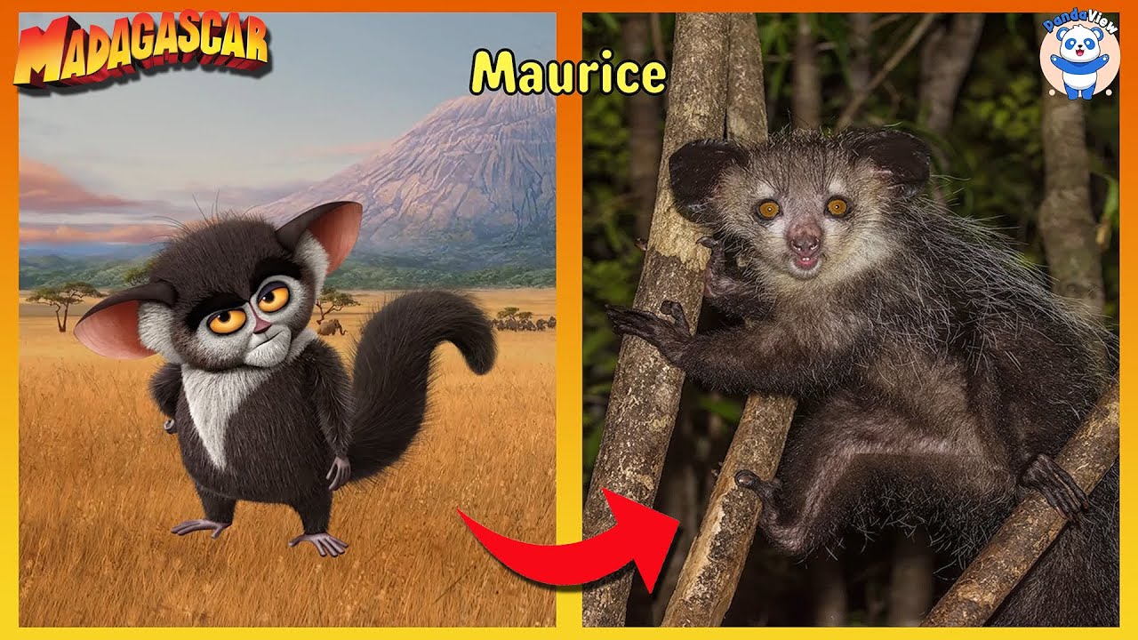 Madagascar Characters In Real Life - YouTube