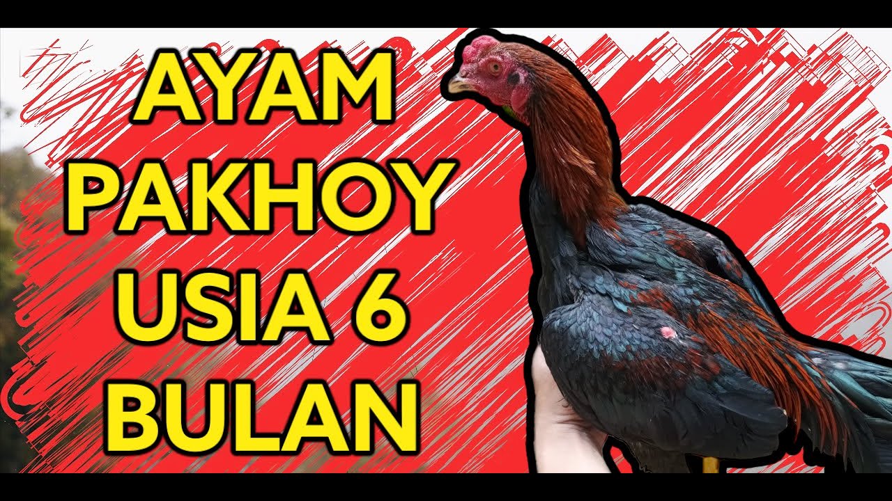 AYAM PAKHOY USIA 6 BULAN - YouTube