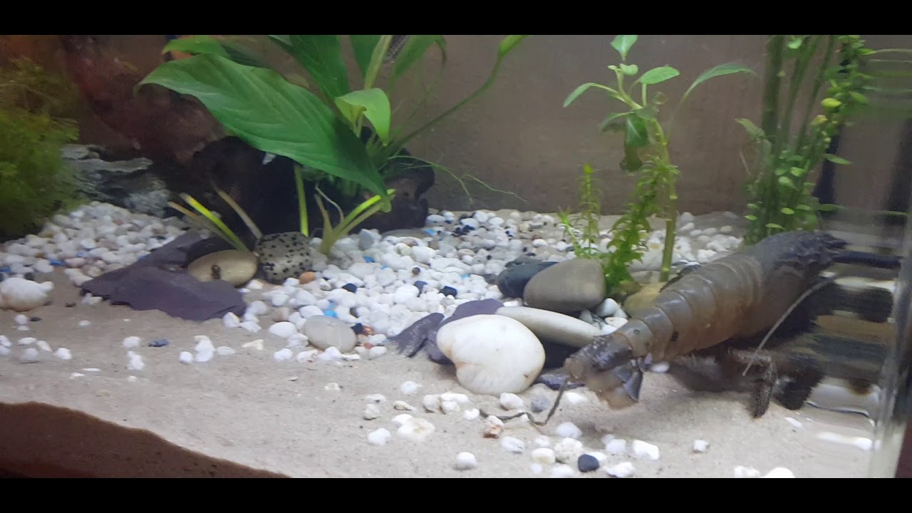 Giant African Shrimp - YouTube