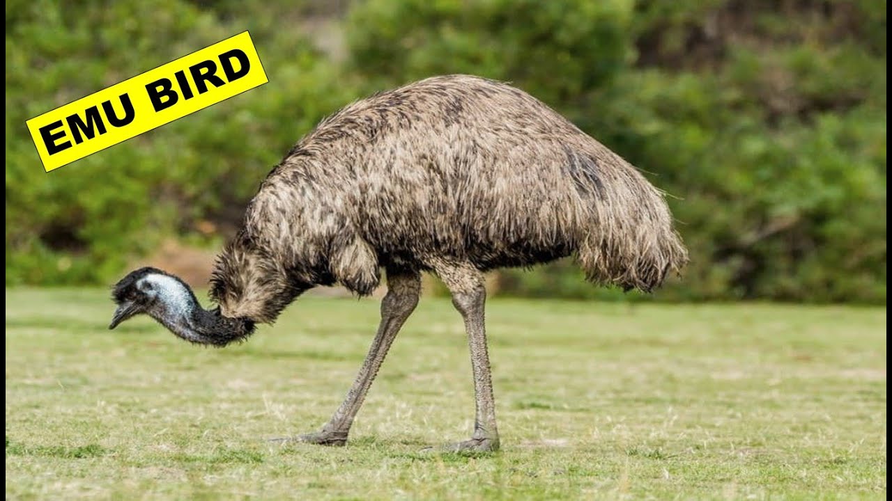 EMU Bird - एमू चिड़िया । The Second Tallest Living Bird - YouTube