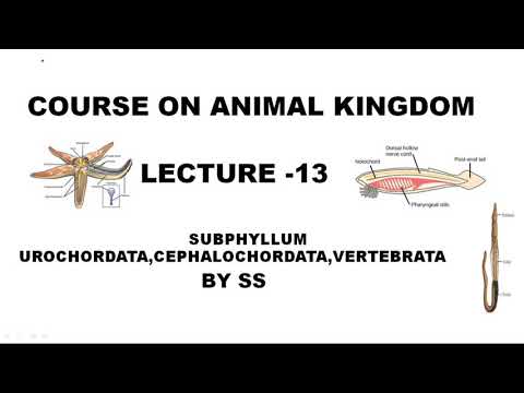 Animal kingdom L-13 class XI( urochordata,cephalochordata vertebrata ...