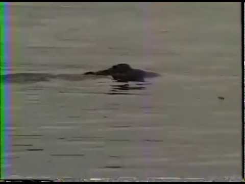 Right Whale in Delaware River, 1994 - YouTube