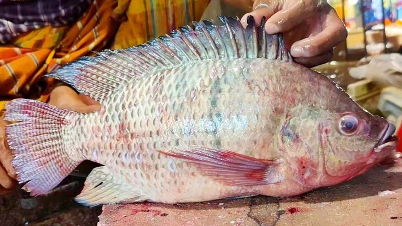 Amazing Tilapia Fish Cutting Skills In Bangladesh Fish Market | Fish ...
