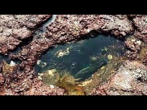 Blue line grouper fish dapoli - YouTube