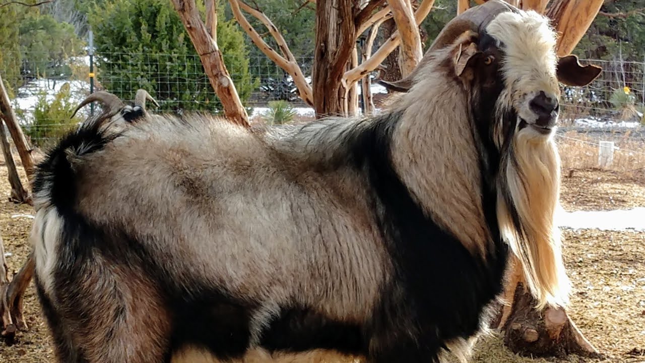 Kiko conformation and what I look for - YouTube