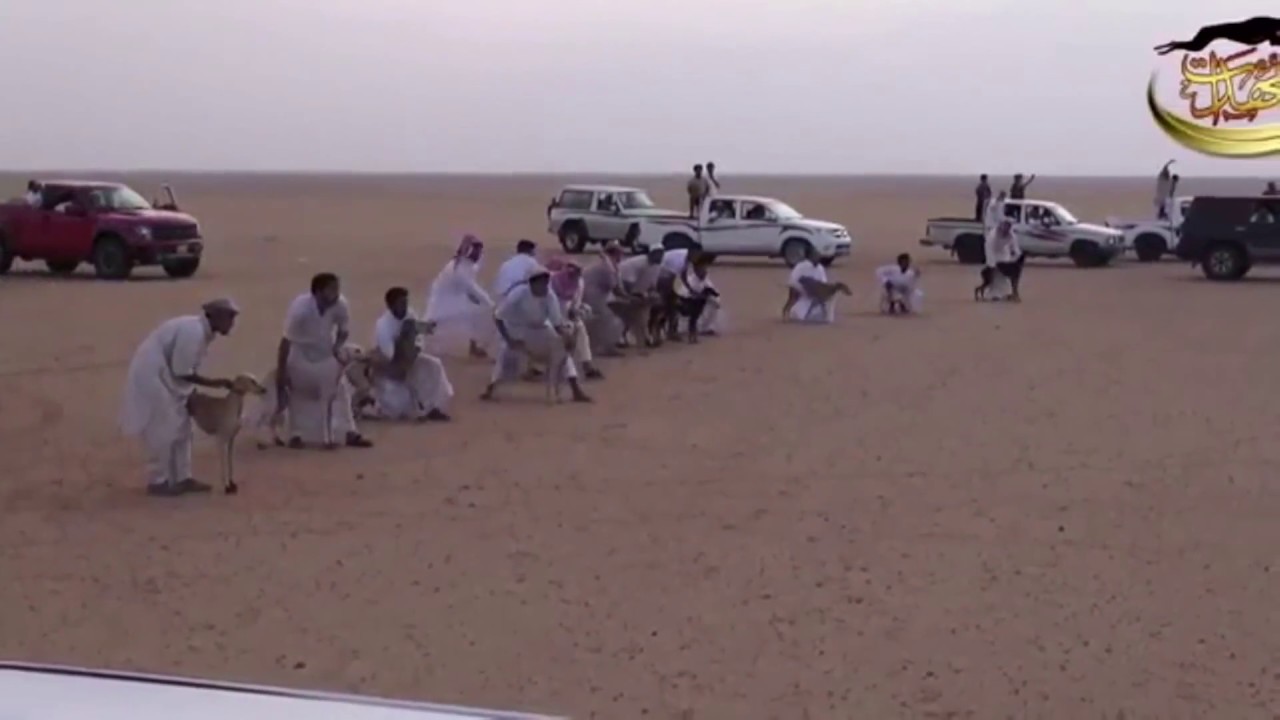 Dogs race in Saudi Arabia (No-3) - YouTube