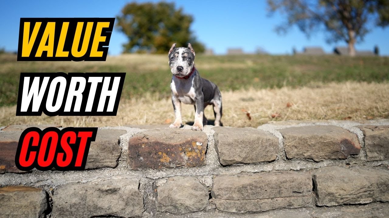 What is the Value of Your Pup, Your Kennel, and Your LIFE!!! - YouTube