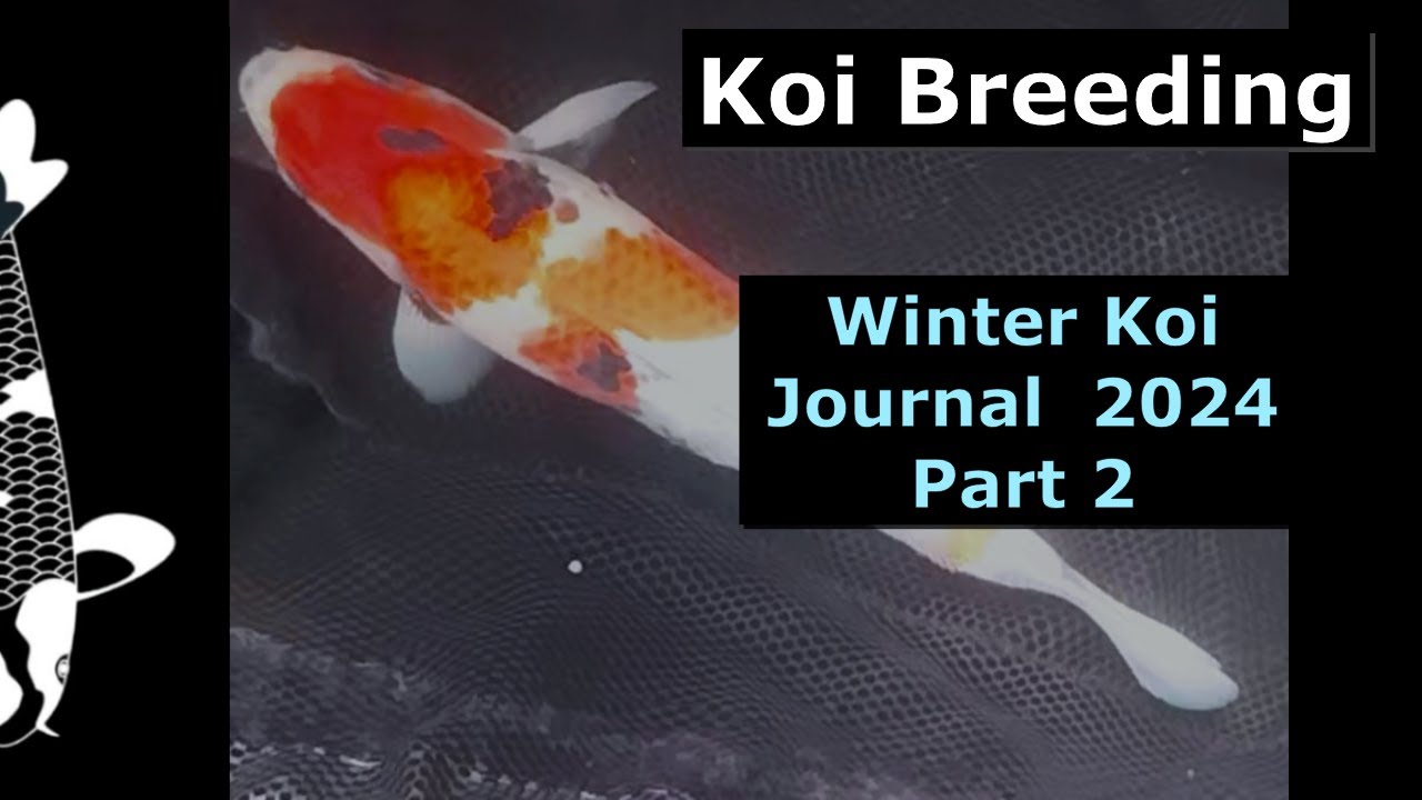 Winter Koi Journal 2024: The Koi Grow On! Part 2 - YouTube