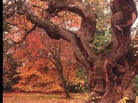 The Autumn Effect (Lyrics) - 10 Years - YouTube