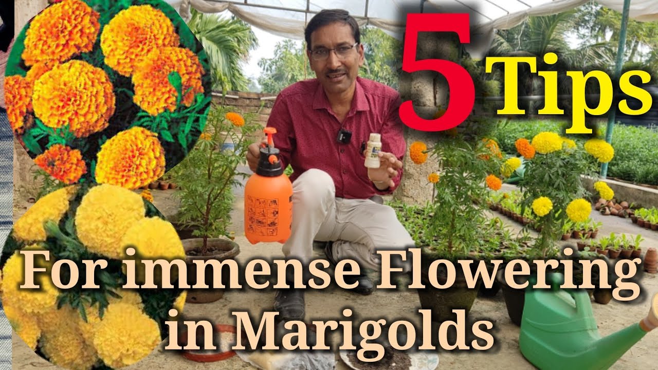 Just follow these 5 tips to get immense number of flowers in Marigold ...