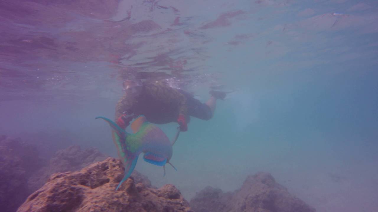 OAHU, HAWAII - Spearfishing Yokohama Bay - Dec 2015 - YouTube